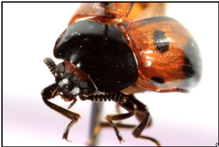 Diaperis maculata (Olivier 1791) – Collection Ouellet-Robert