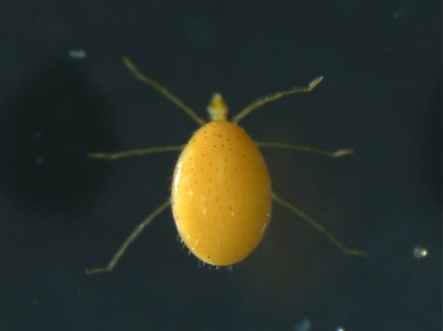 Leptus sp. Latreille 1796 – Collection Ouellet-Robert