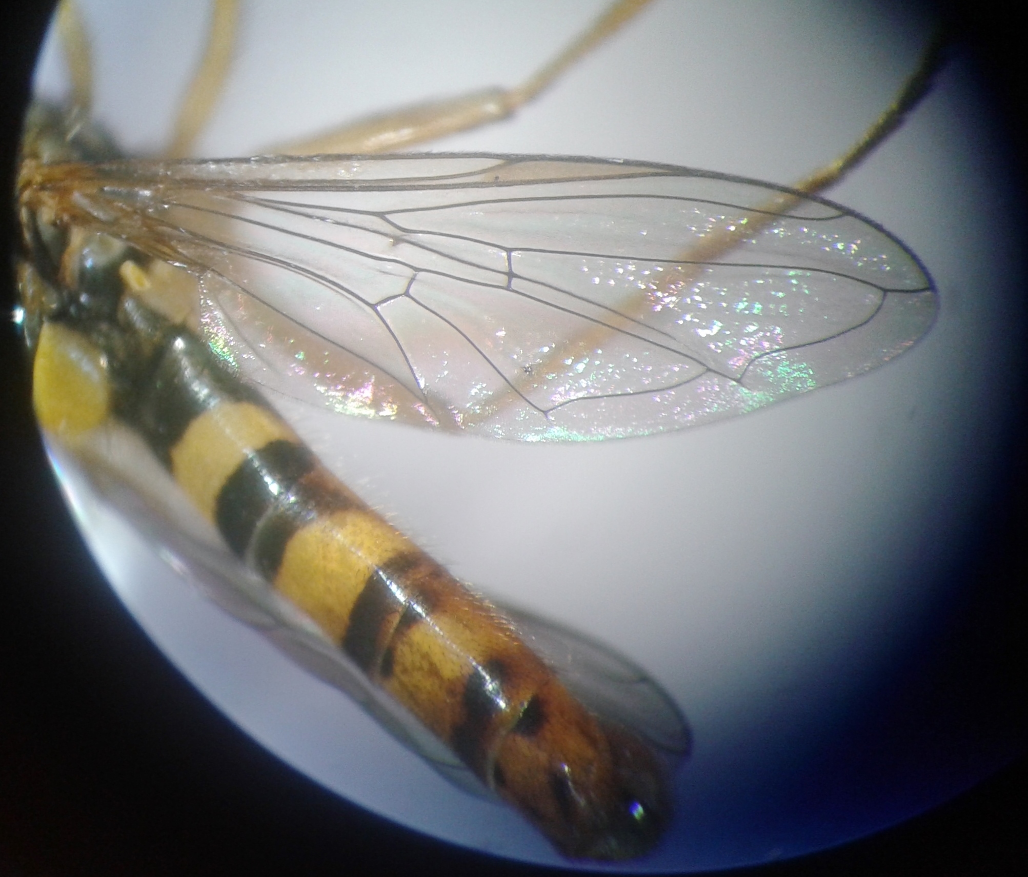 Sphaerophoria philanthus (Meigen 1822) – Collection Ouellet-Robert