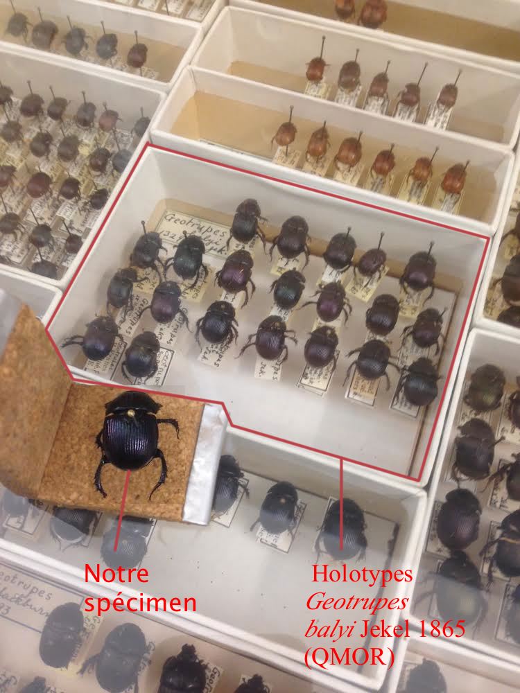 geotrupes balyi pic 3 – Collection Ouellet-Robert