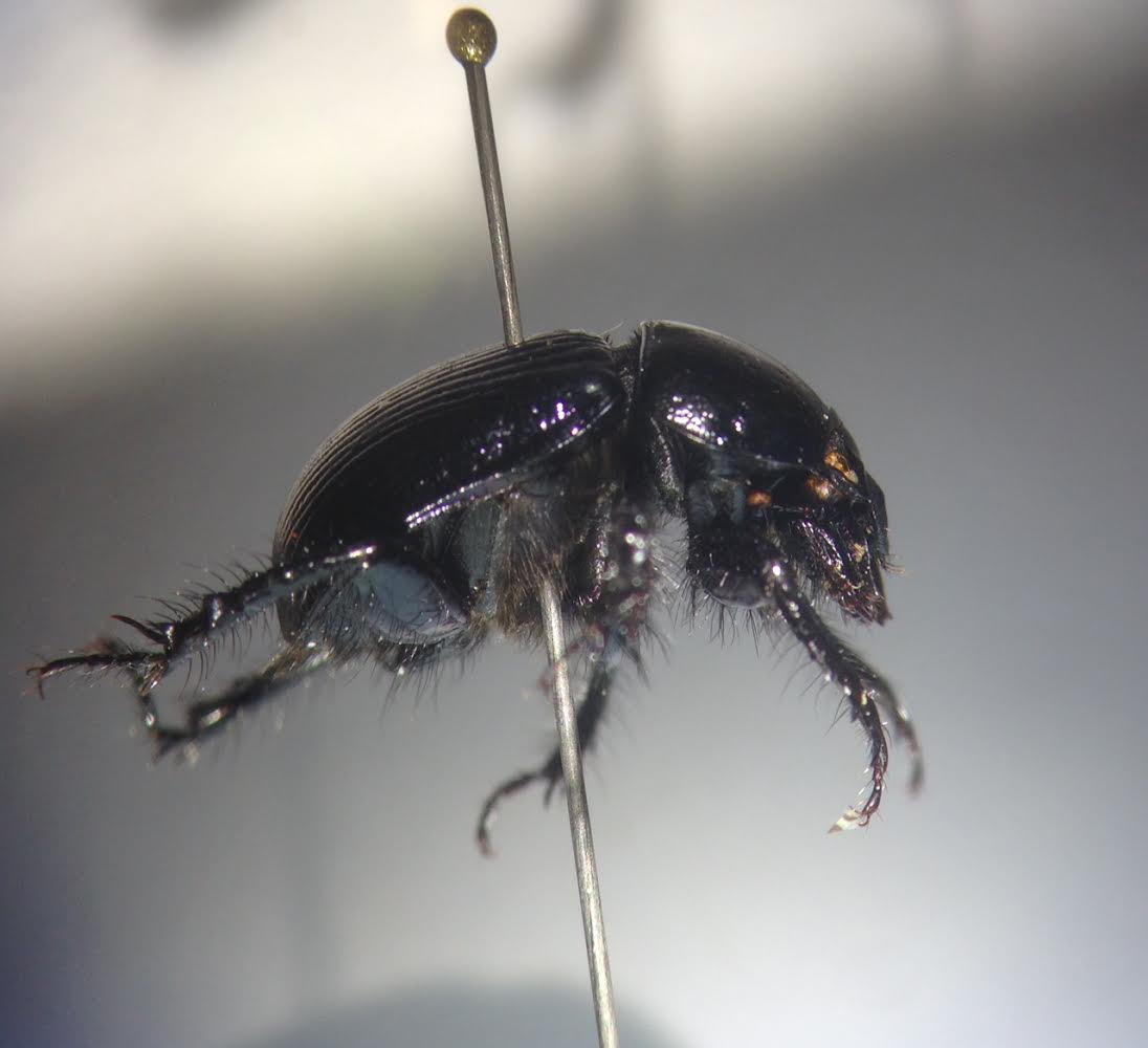 Geotrupes balyi Jekel 1865 – Collection Ouellet-Robert