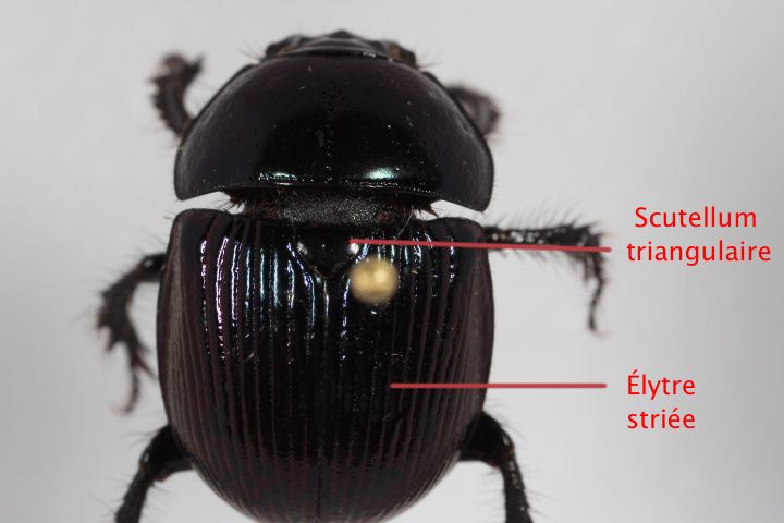 Geotrupes balyi Jekel 1865 – Collection Ouellet-Robert