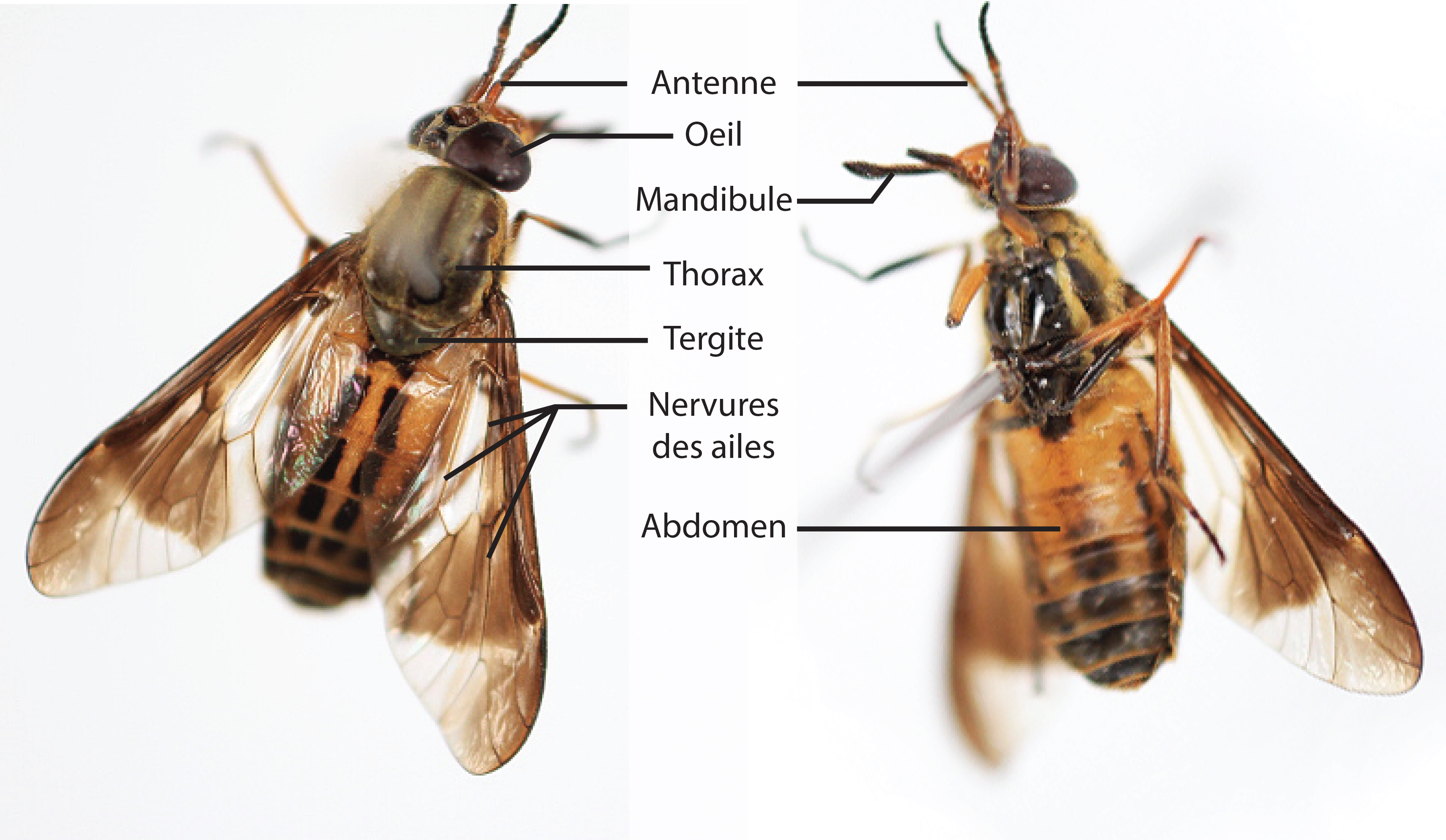 Chrysops aberrans (Meigen 1803) – Collection Ouellet-Robert