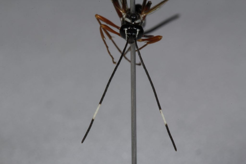 Rhyssa lineolata (Kirby 1837) – Collection Ouellet-Robert