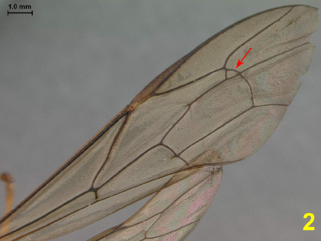 Rhyssa lineolata (Kirby 1837) – Collection Ouellet-Robert