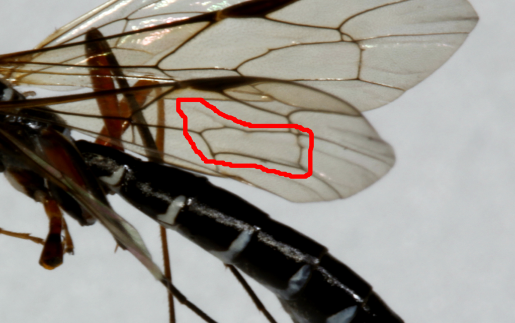 Rhyssa lineolata (Kirby 1837) – Collection Ouellet-Robert