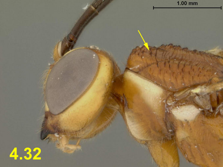 Rhyssa lineolata (Kirby 1837) – Collection Ouellet-Robert