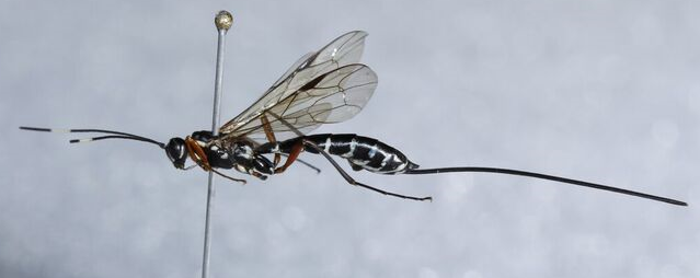 Rhyssa lineolata (Kirby 1837) – Collection Ouellet-Robert