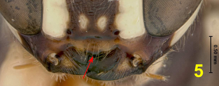 Rhyssa lineolata (Kirby 1837) – Collection Ouellet-Robert