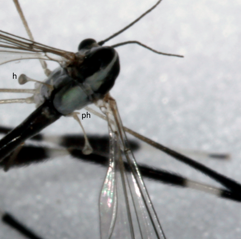 Bittacomorpha clavipes (Fabricius 1781) – Collection Ouellet-Robert