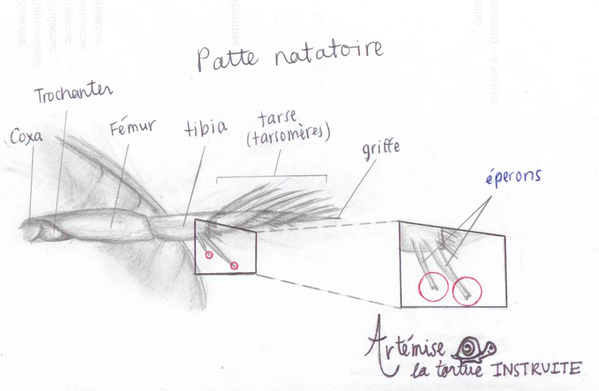 Graphoderus liberus (Say 1825) – Collection Ouellet-Robert