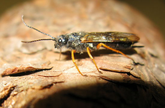 Rhyssa lineolata (Kirby 1837) – Collection Ouellet-Robert