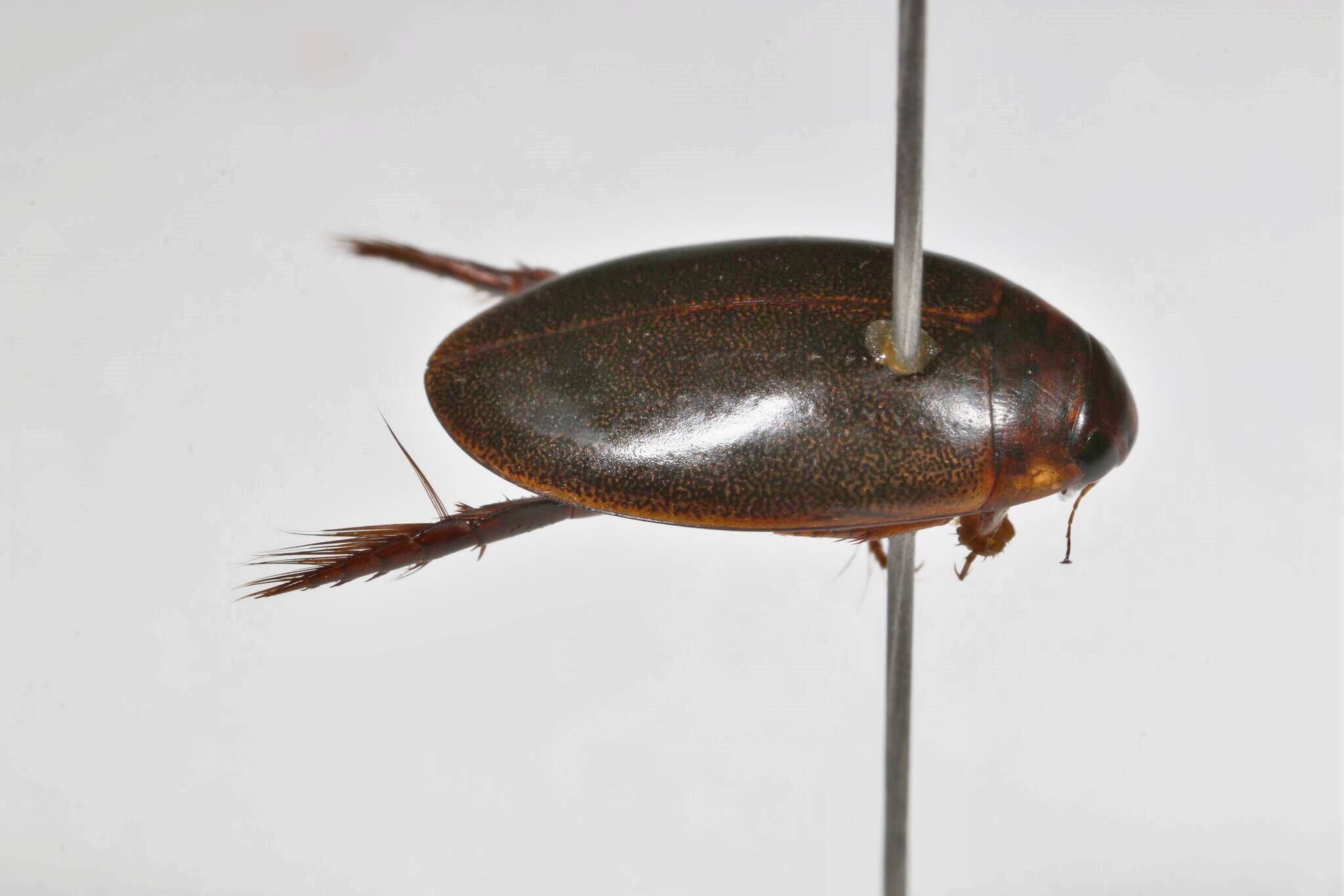 Graphoderus liberus (Say 1825) – Collection Ouellet-Robert