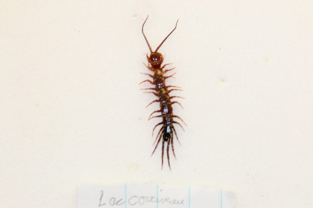 Les insectes du Québec – Collection Ouellet-Robert