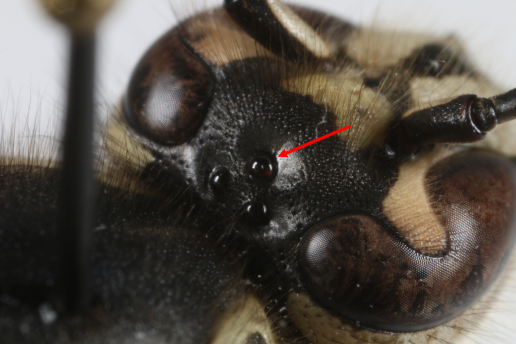 Dolichovespula maculata (Linnaeus 1763) – Collection Ouellet-Robert