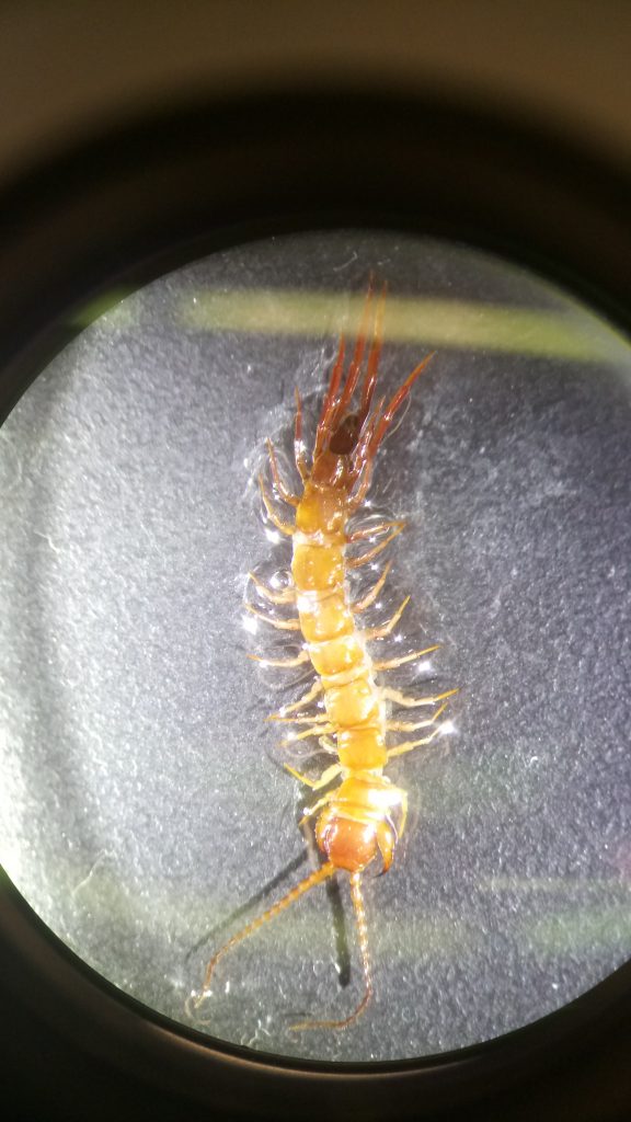 Les insectes du Québec – Collection Ouellet-Robert