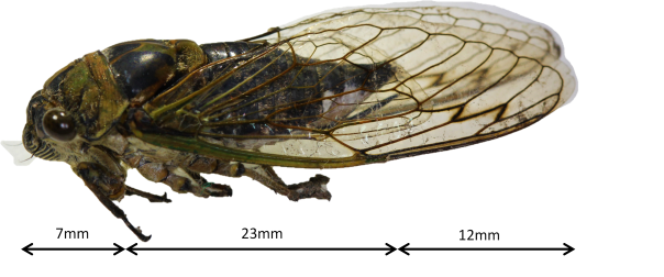 Neotibicen canicularis (Harris 1841) – Collection Ouellet-Robert